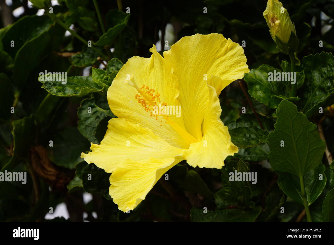 yellow hibiscus flower Stock Photo - Alamy