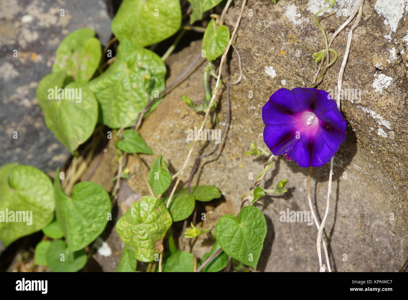 purple morning glory,ipomoea (ipomoea sp Stock Photo - Alamy