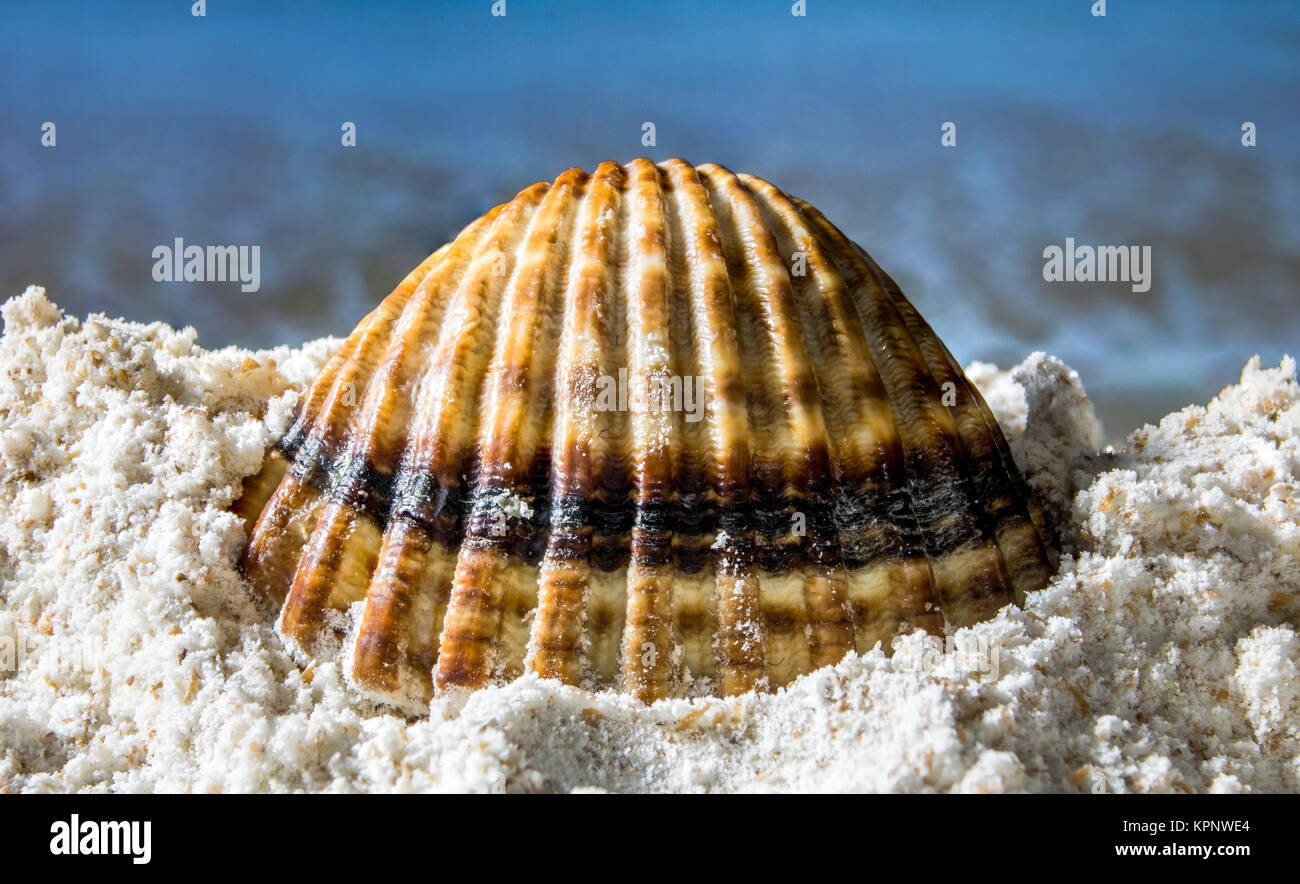 close up of shell Stock Photo - Alamy