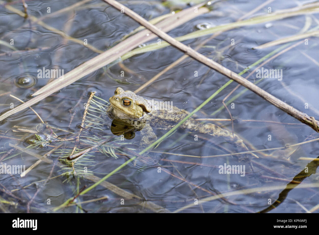 Toad floating on the watertop Stock Photo - Alamy