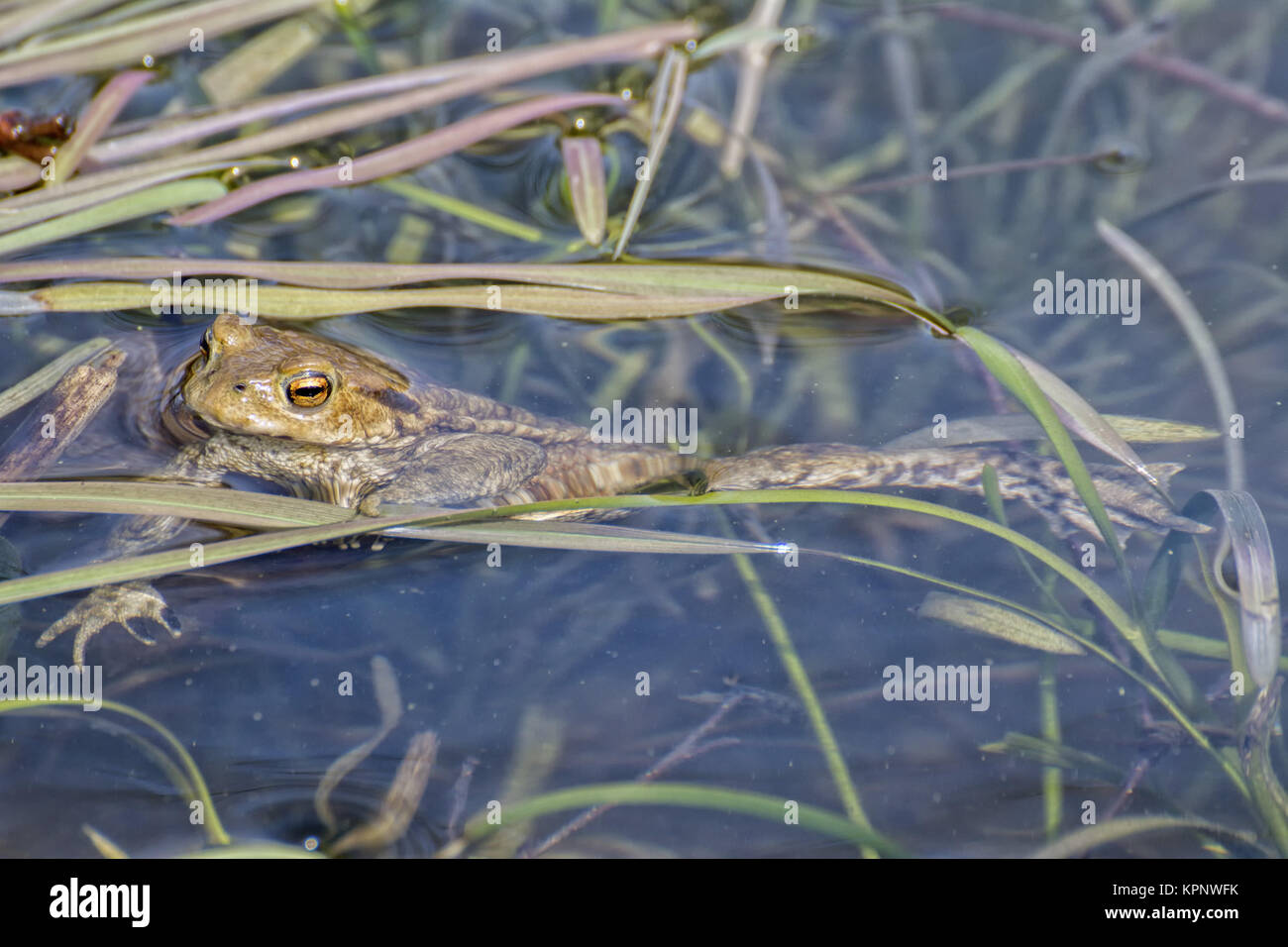 Toad floating on the watertop Stock Photo - Alamy