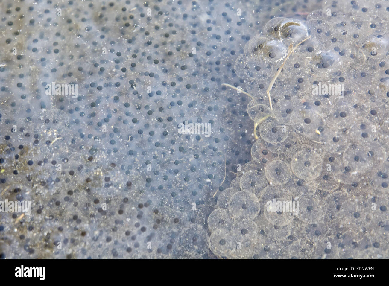 European frog spawn in pond Stock Photo - Alamy