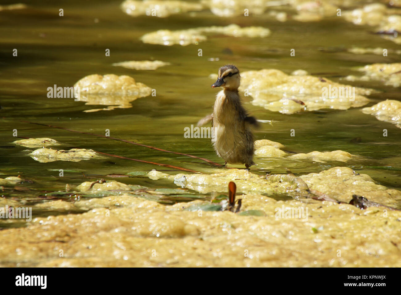 Small Duckling in a big pond Stock Photo - Alamy