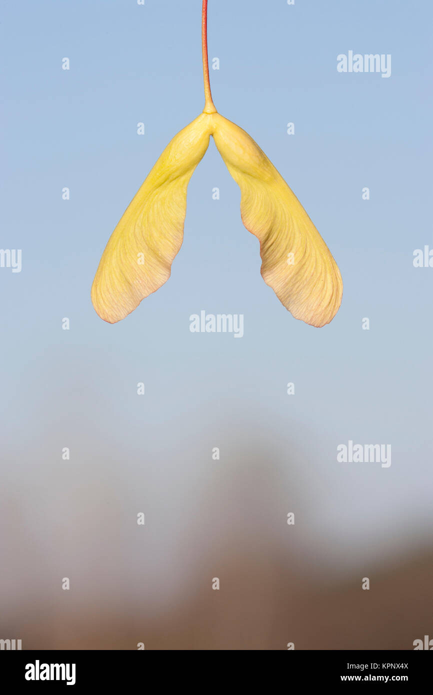 Silver Maple (Acer saccharinum) seeds in spring. The seeds of maples ...