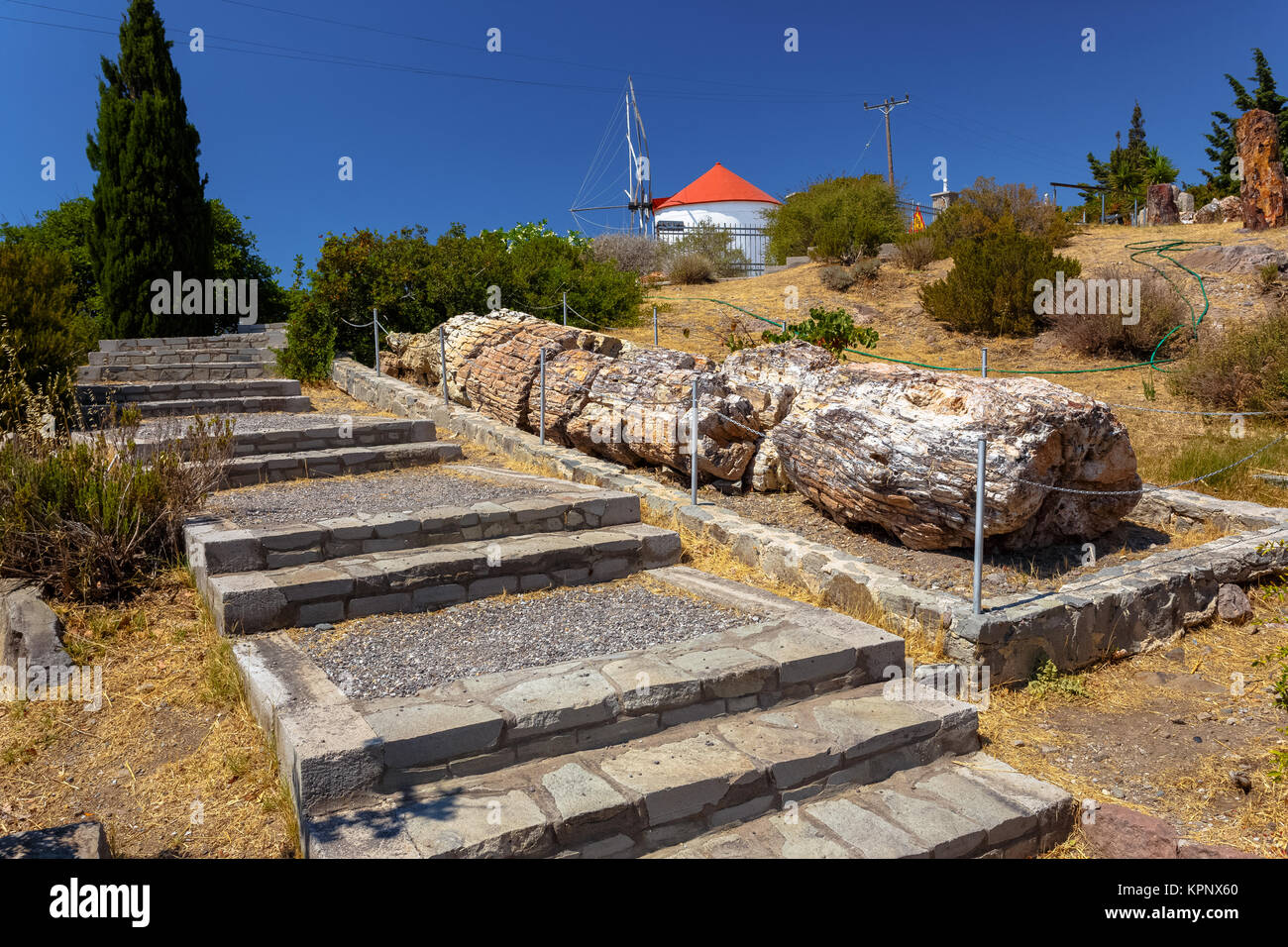 A fossilized colorful tree trunk from the UNESCO Geopark "Petrified ...