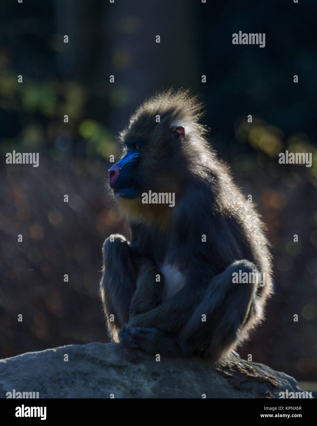 Mandrill mandril hi-res stock photography and images - Alamy