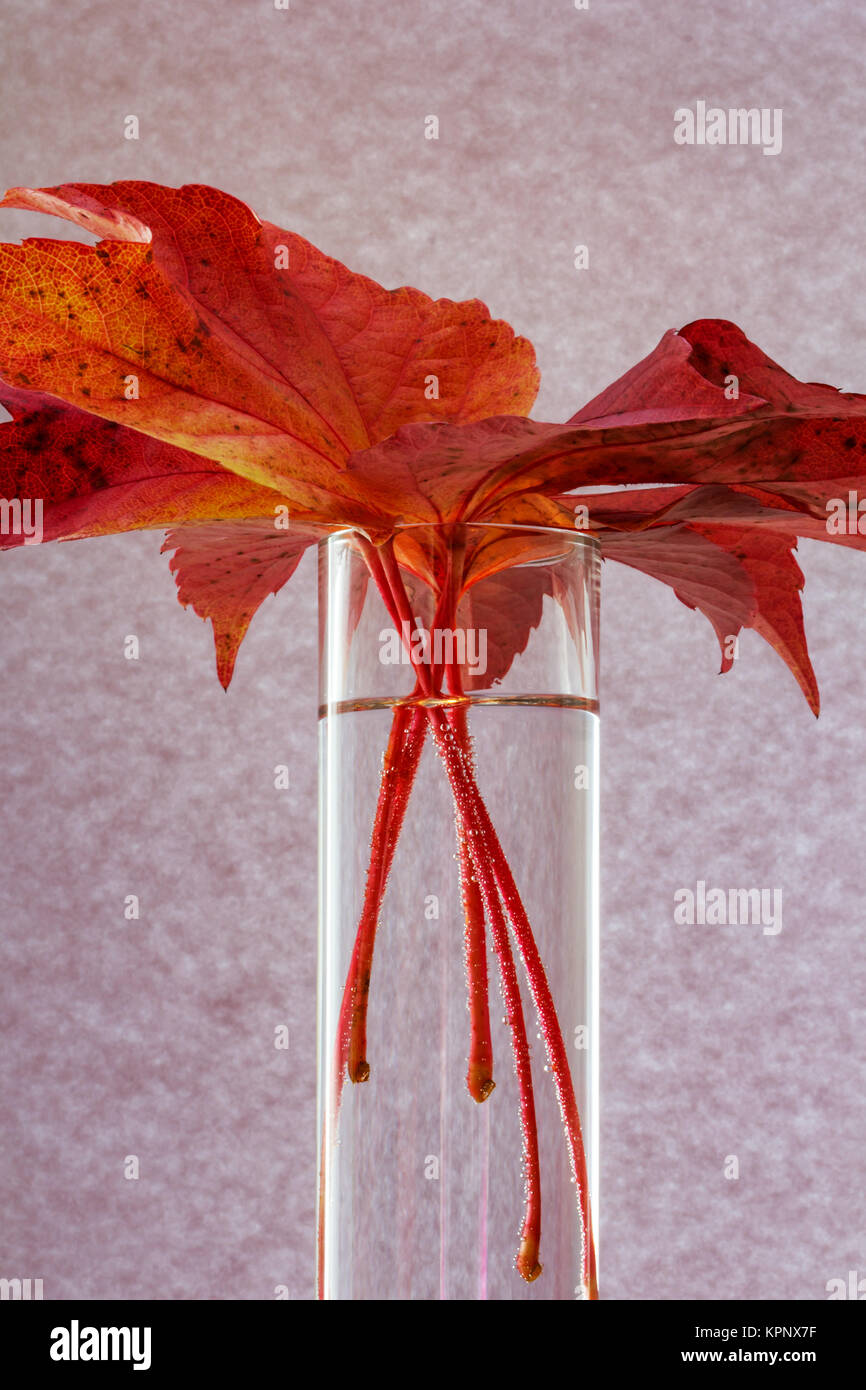 Water on stems hi-res stock photography and images - Alamy