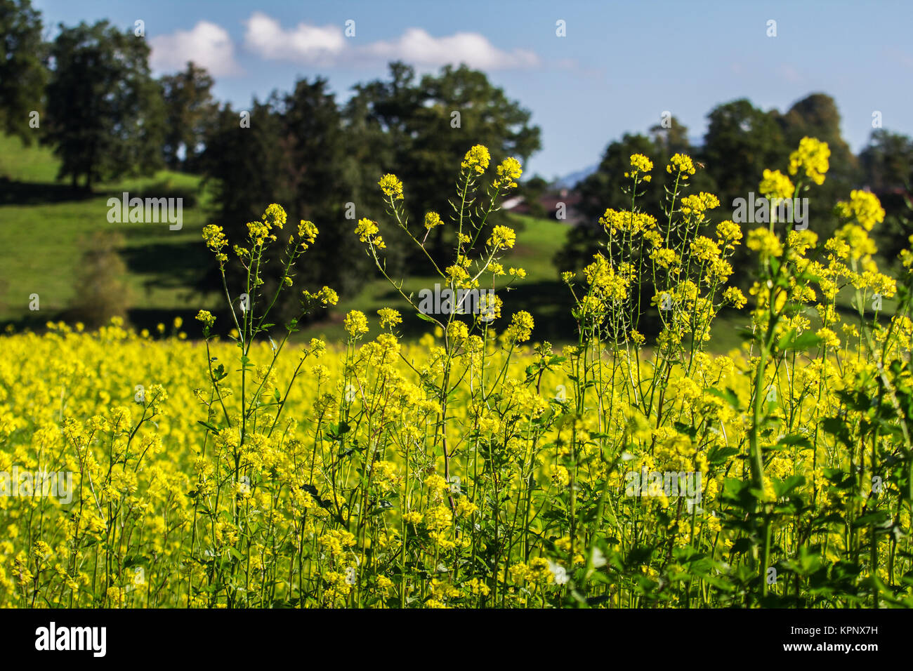 blooming rape field Stock Photo - Alamy
