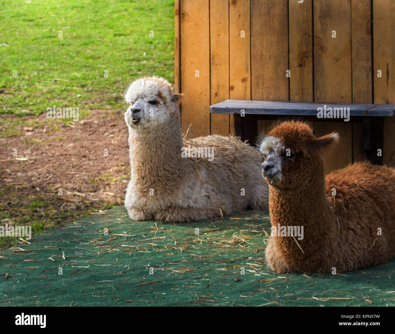 Alpaca skin hi-res stock photography and images - Alamy