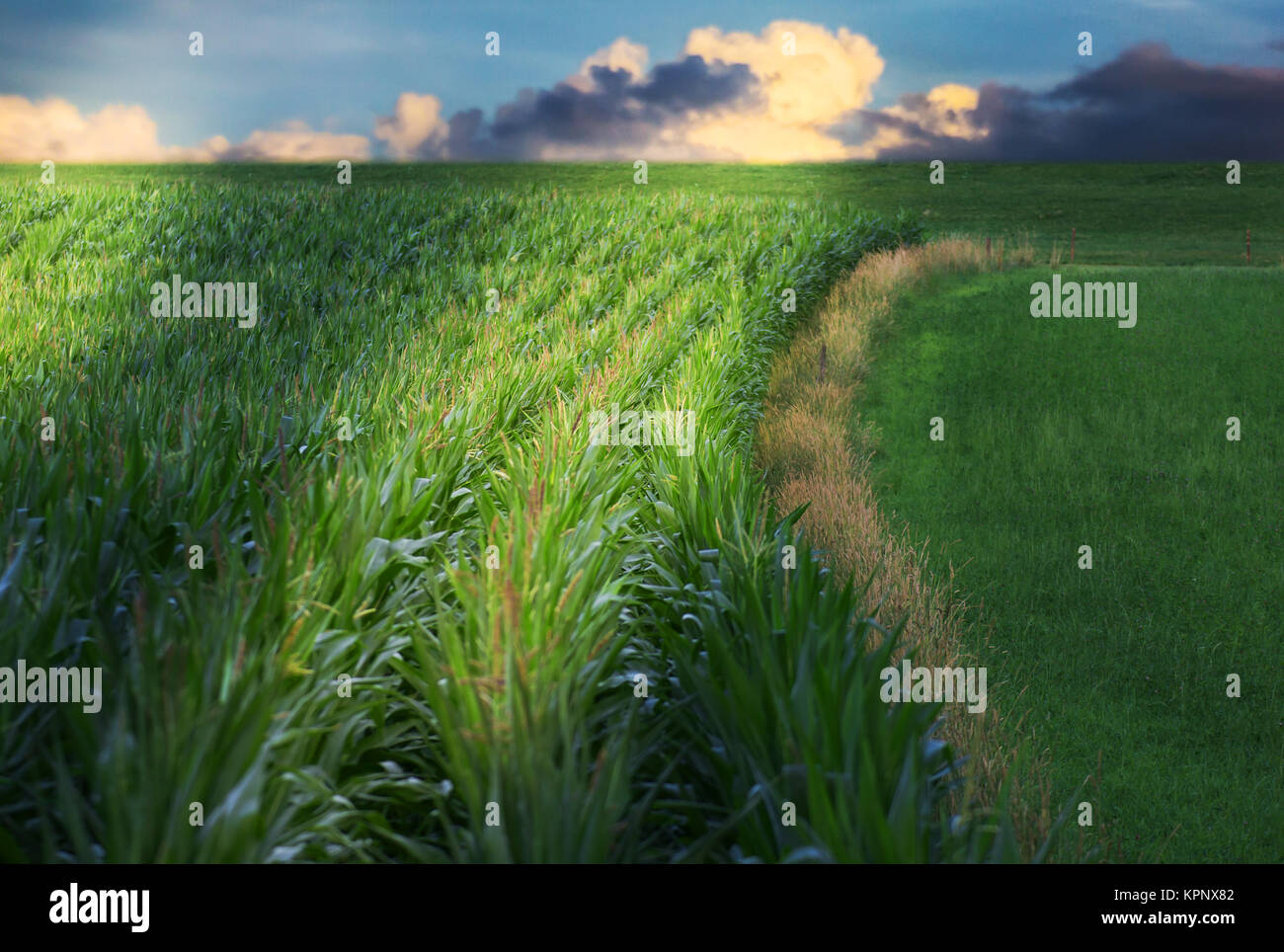 blooming corn field Stock Photo - Alamy