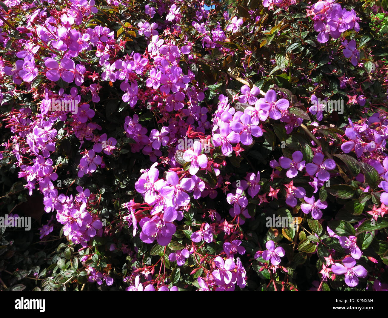 Heterocentron High Resolution Stock Photography and Images - Alamy