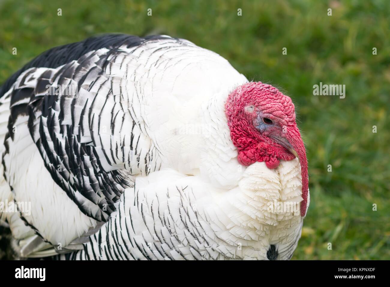puter in the courtship / turkey in the mating season Stock Photo - Alamy