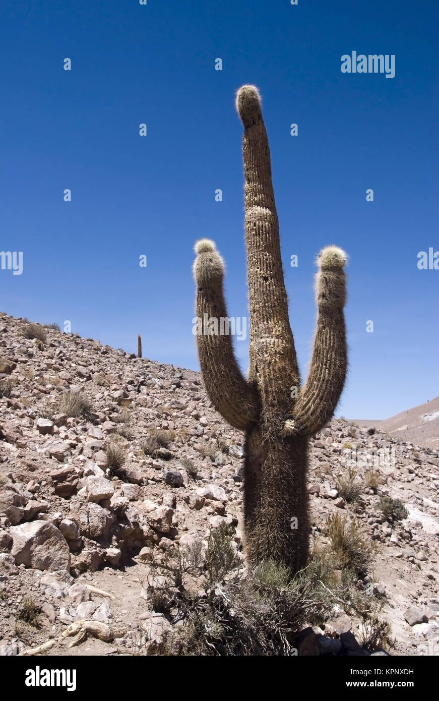 Kakteen in der Atacama-Wueste, Chile, Suedamerika - cactuses in Atacama ...