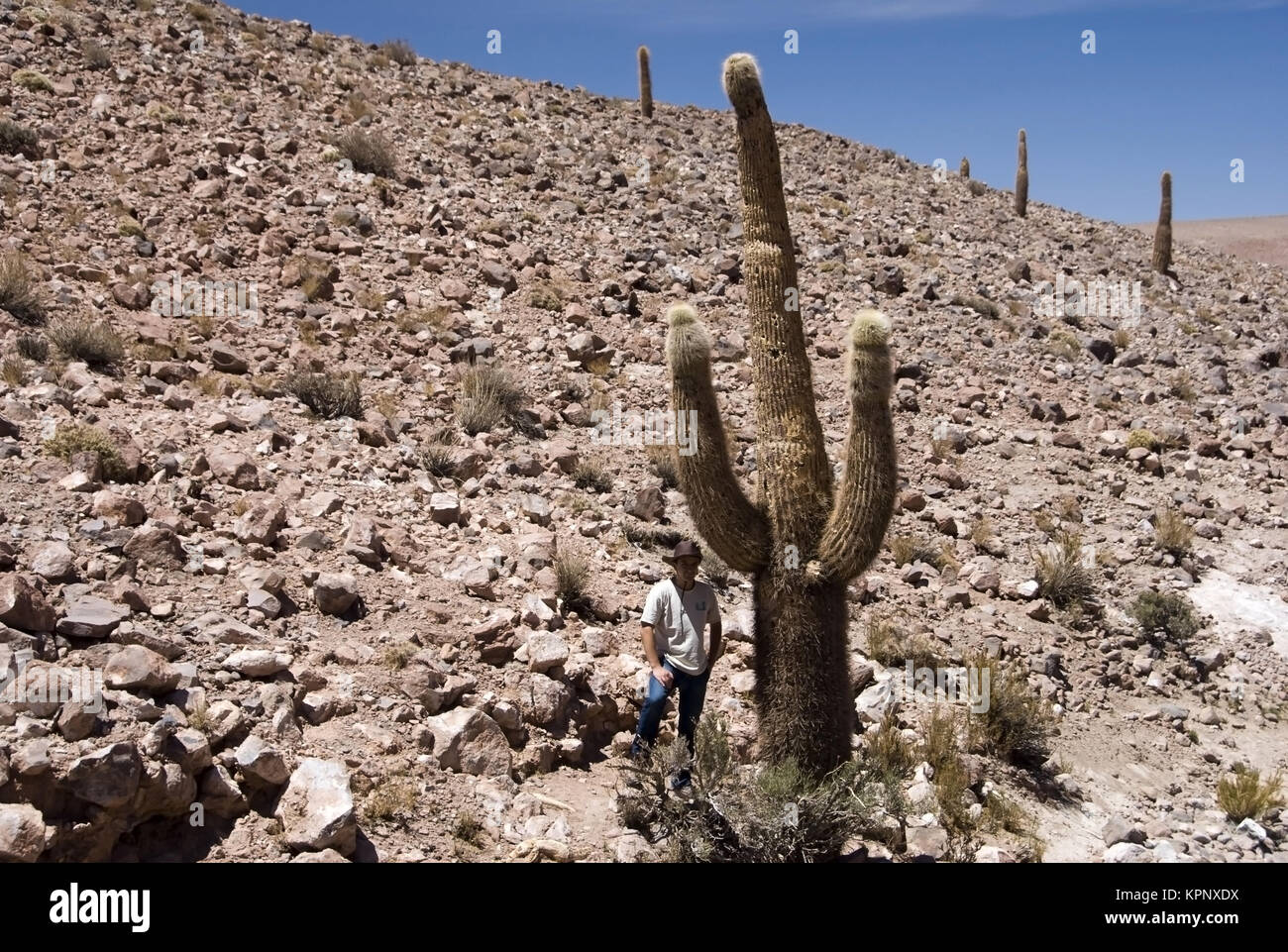 Cactus from the atacama desert hi-res stock photography and images - Alamy