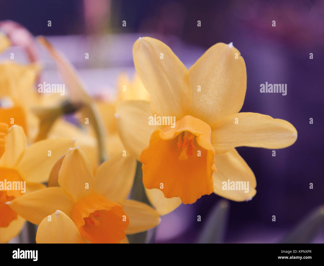 yellow vs. violet Stock Photo - Alamy