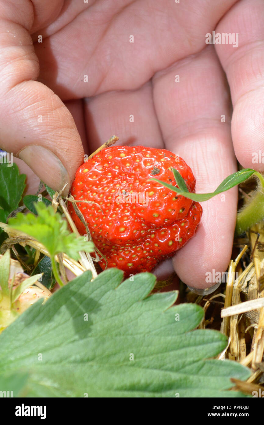 Picking up strawberry Stock Photo - Alamy