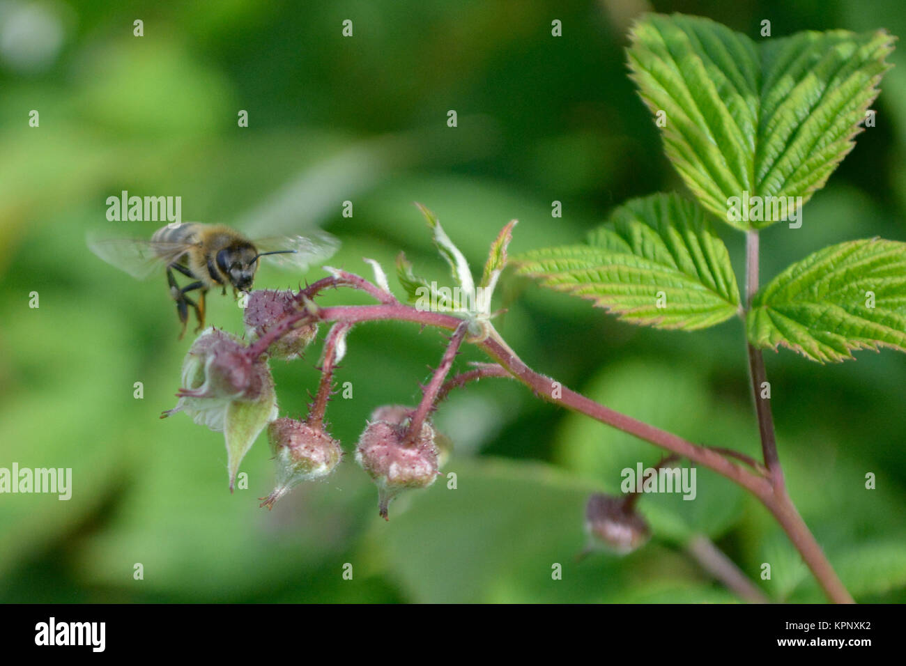 Honeybee flying to reach raspberry flower Stock Photo - Alamy