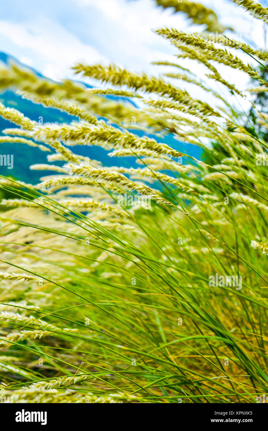 Bowed to the wind hi-res stock photography and images - Alamy