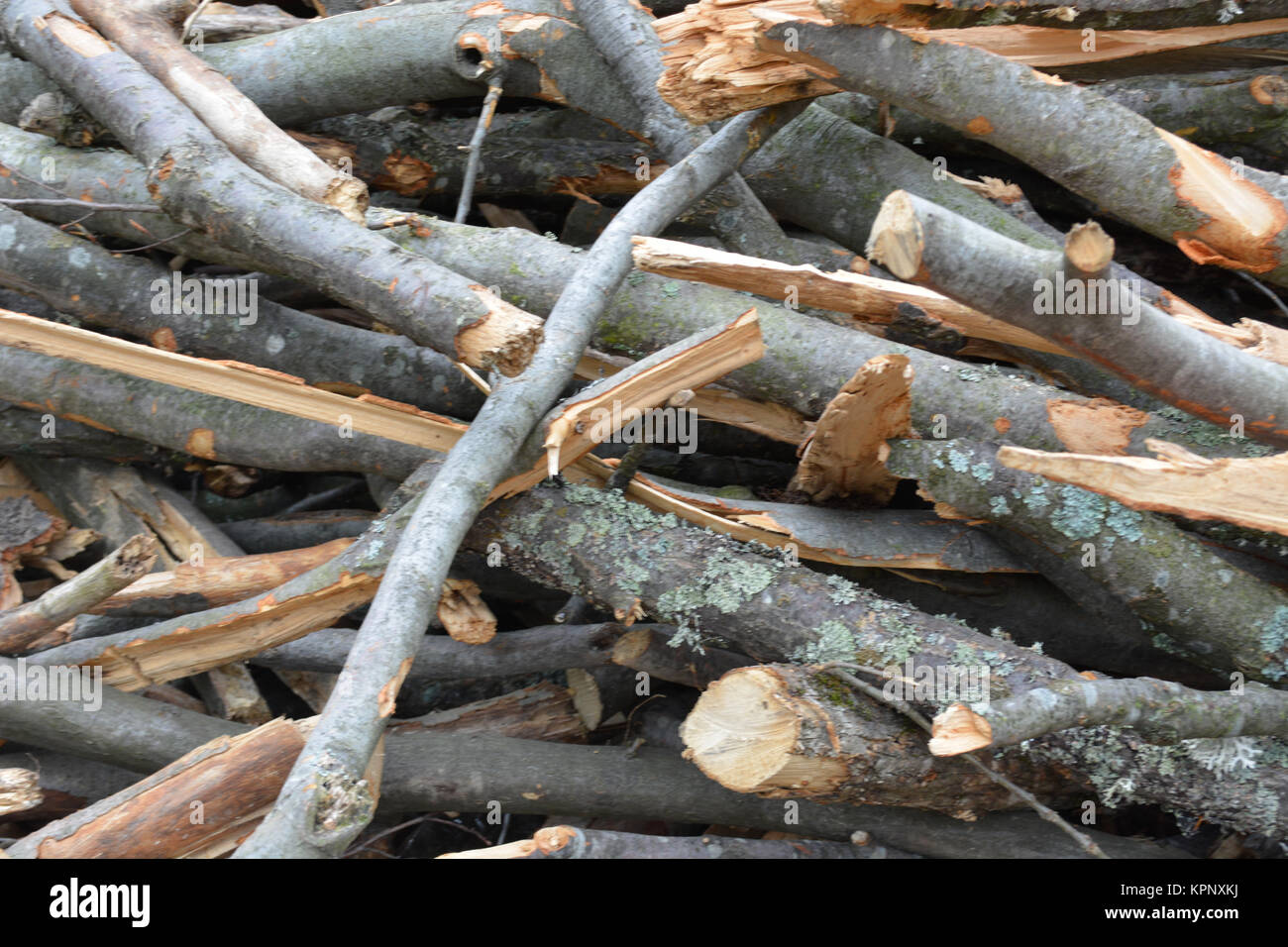 Piles of branches Stock Photo - Alamy