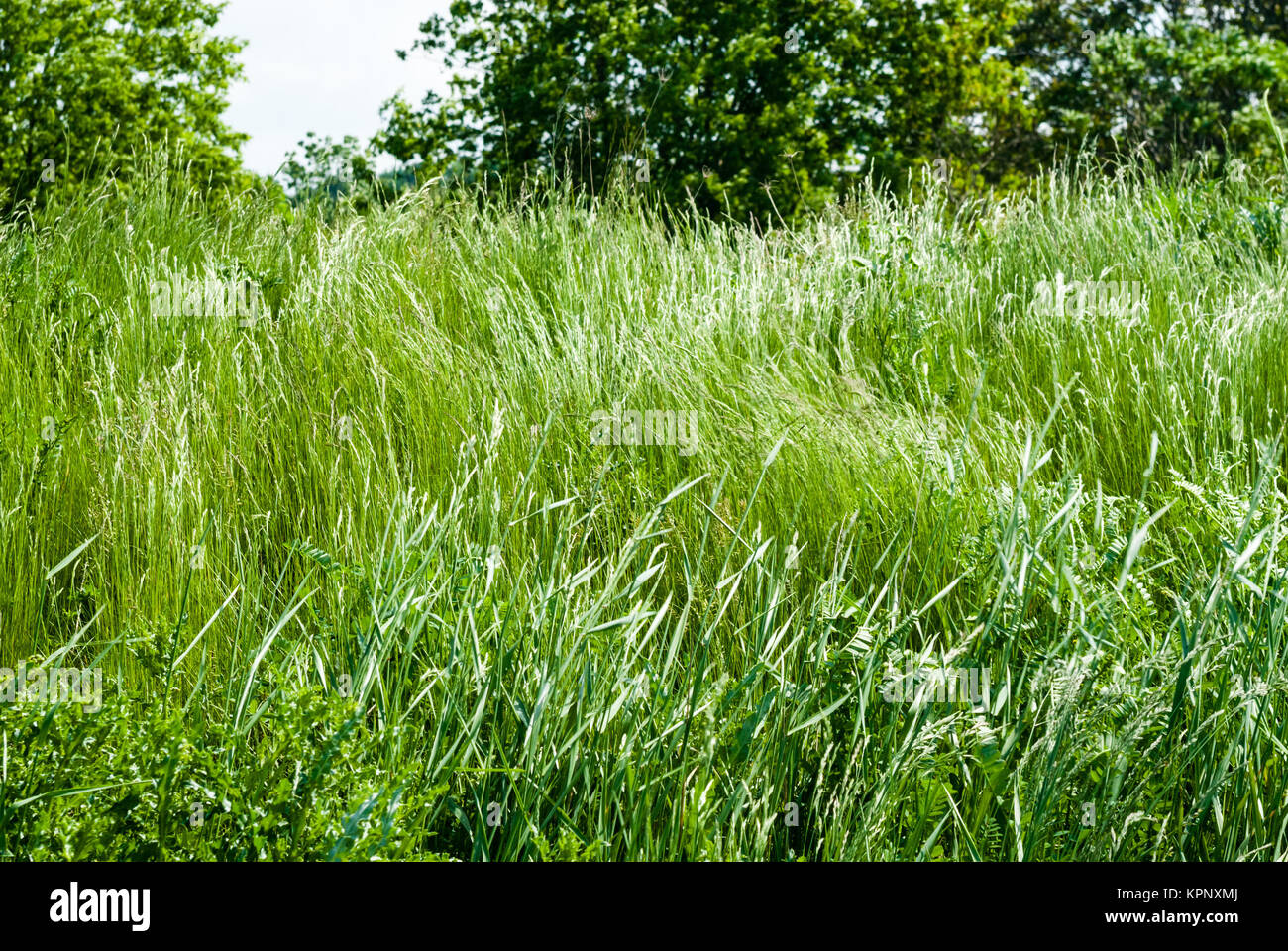 Lush trees during day wind hi-res stock photography and images - Alamy