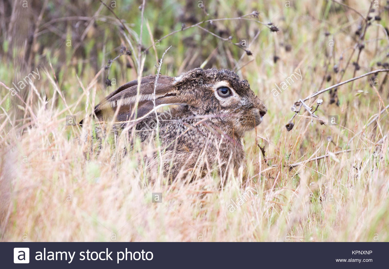 American Desert Hare Stock Photos & American Desert Hare Stock Images ...