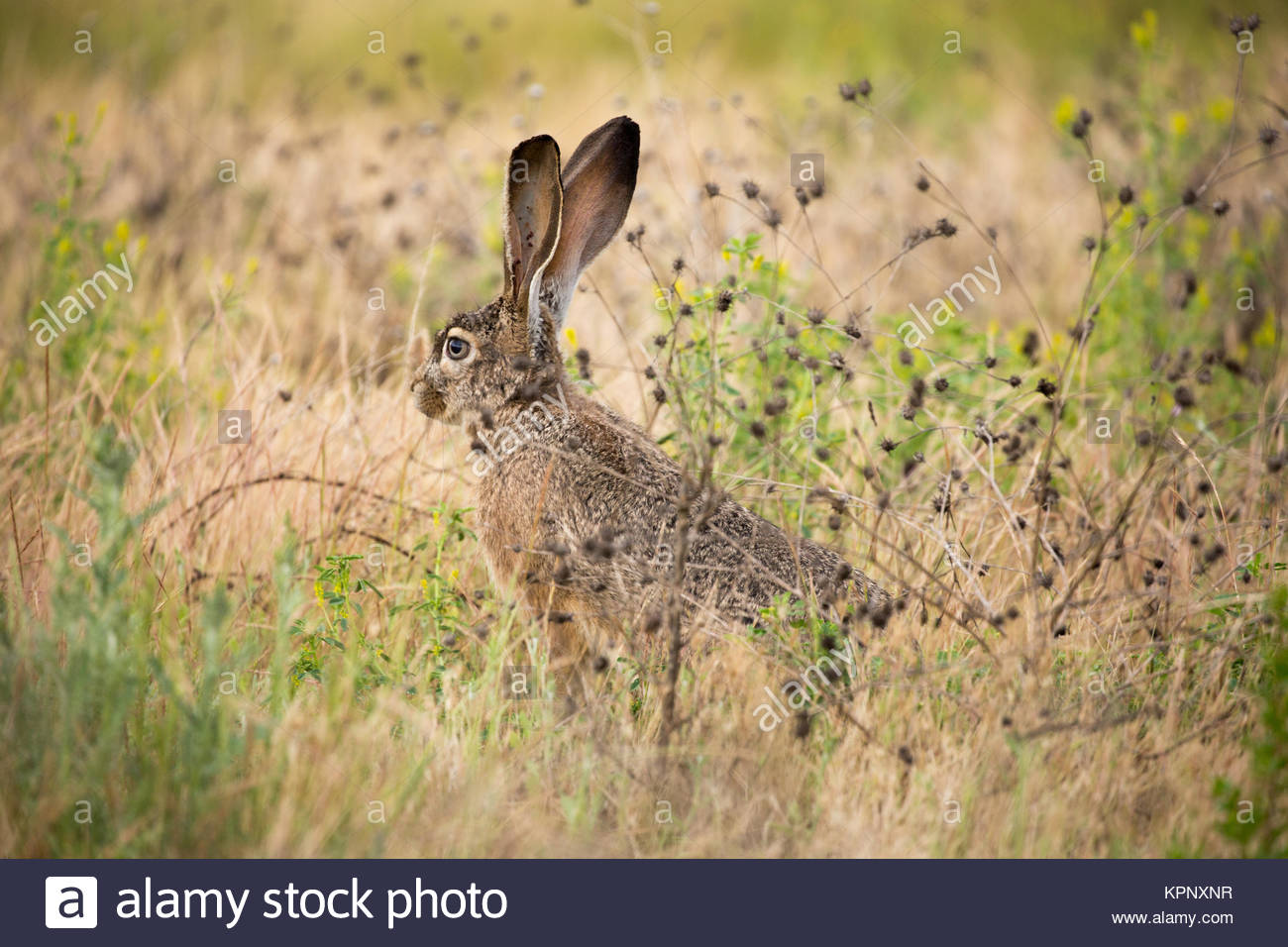 Desert Hare Stock Photos & Desert Hare Stock Images - Alamy