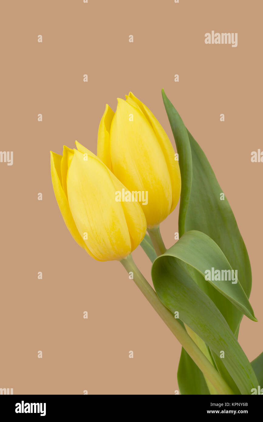 spring yellow tulips Stock Photo - Alamy