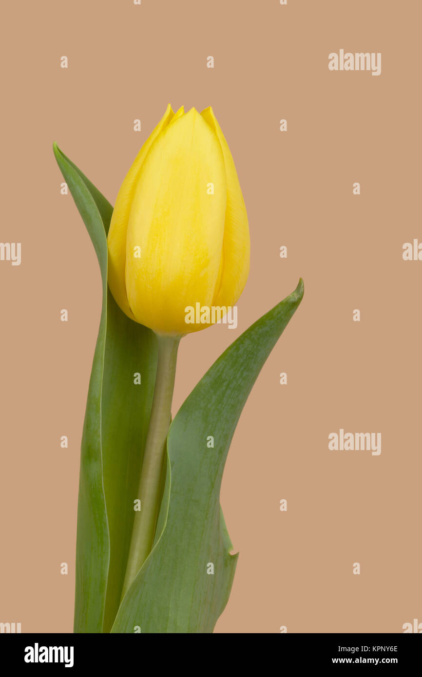 spring yellow tulips Stock Photo - Alamy