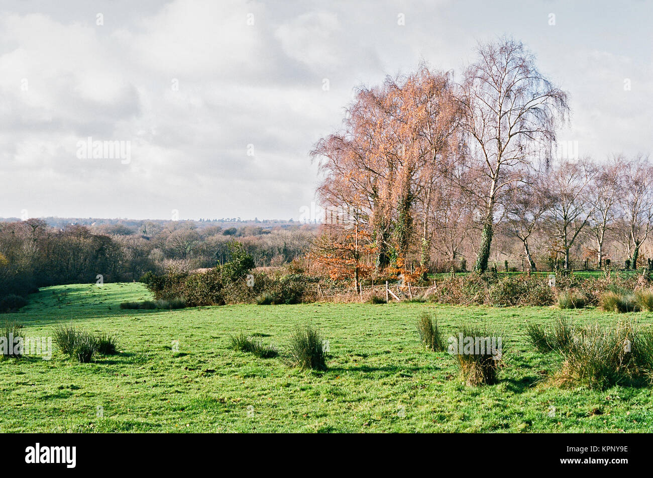 Countryside near Battle, East Sussex, Southern England, in late autumn ...