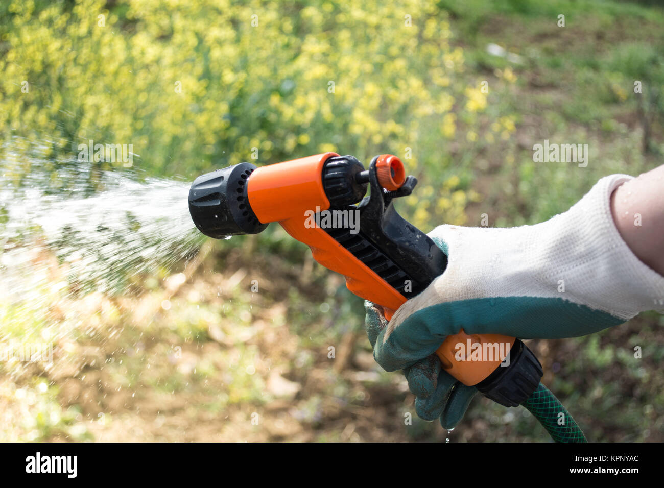 Watering crops on the field Stock Photo - Alamy