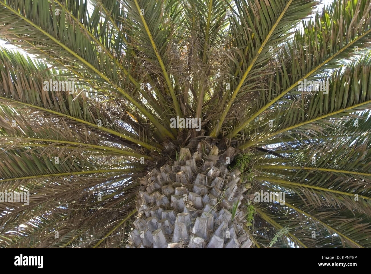 Kokospalme hi-res stock photography and images - Alamy