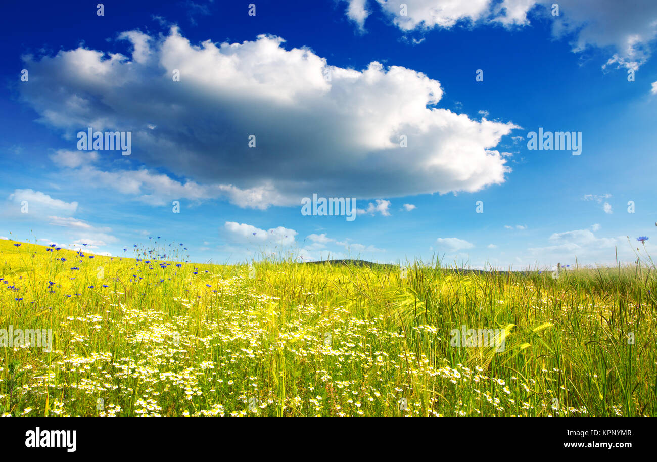 Summer cloudy landscape with flowers field . Colorful landscape with ...