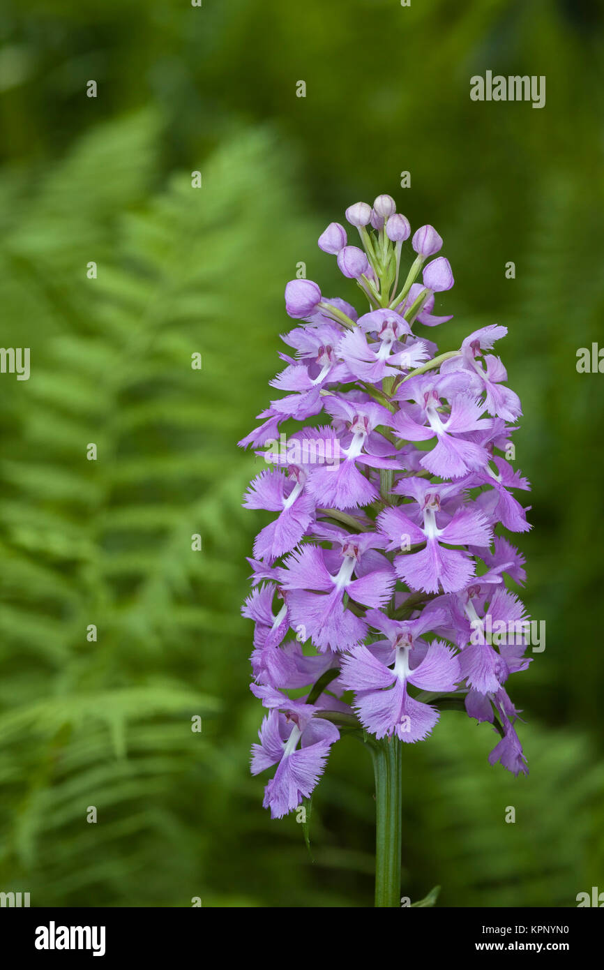 Greater Purple Fringed Orchid (Platanthera grandiflora) blooming in a ...