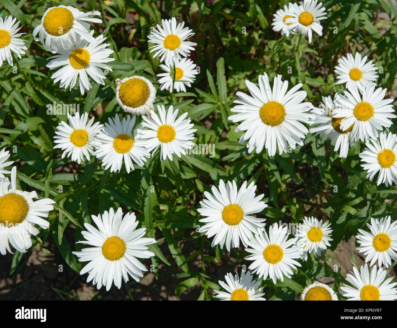 Close-up of many bright white with yellow chamomile flowers on green ...