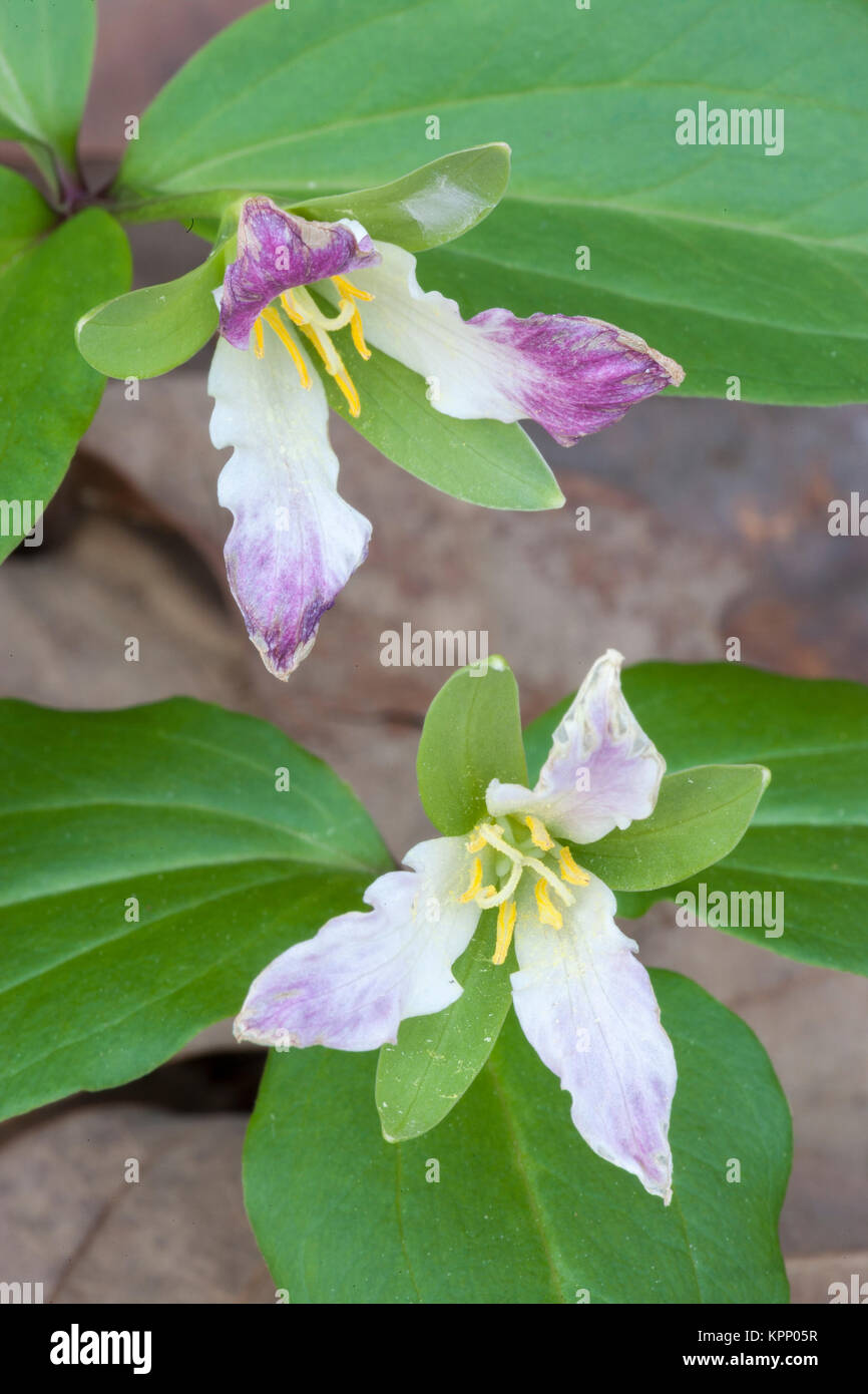 Persistent Trilium (Trillium persistents) blooming in Talullah Gorge ...