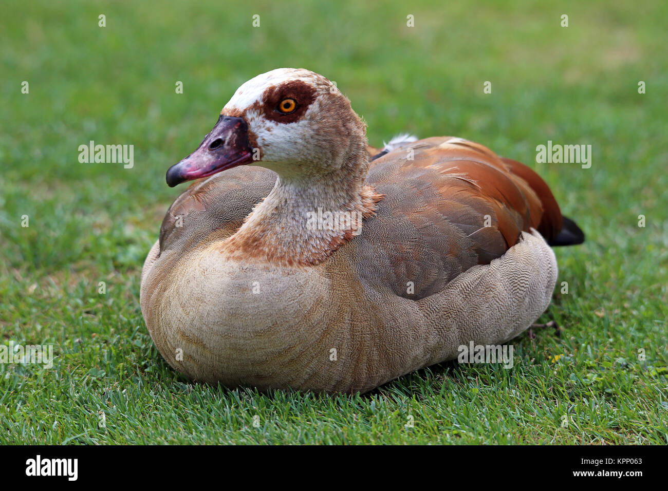 resting nilgans alopochen aegyptiacus on green meadow Stock Photo - Alamy