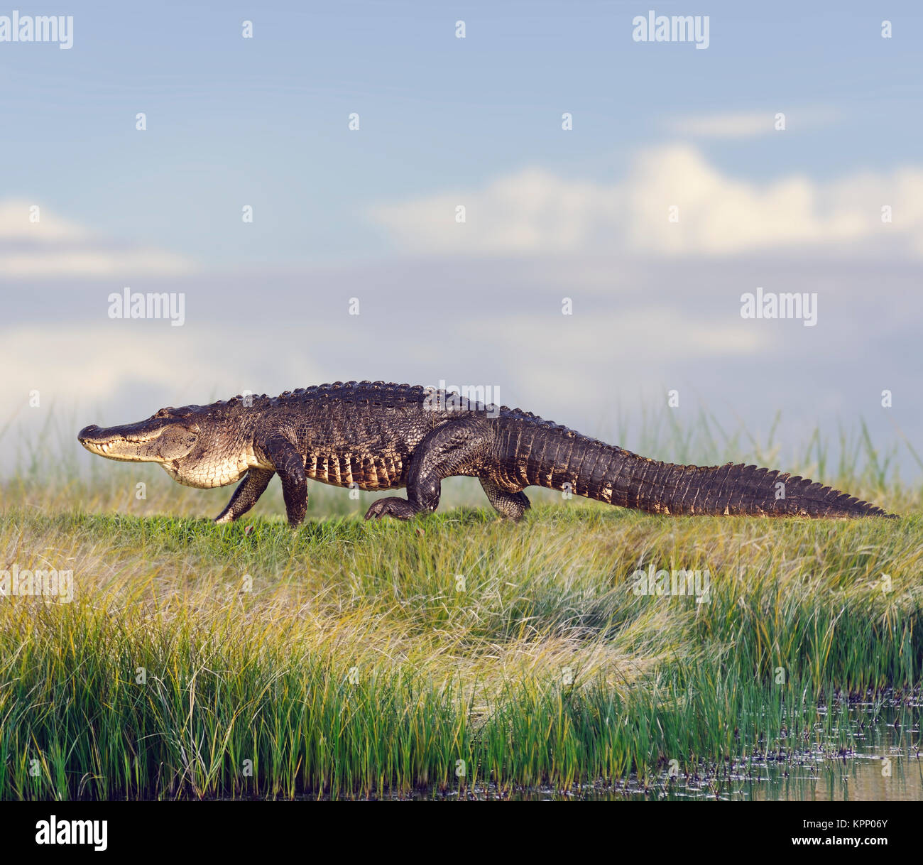 Large Florida Alligator in Wetlands Stock Photo - Alamy