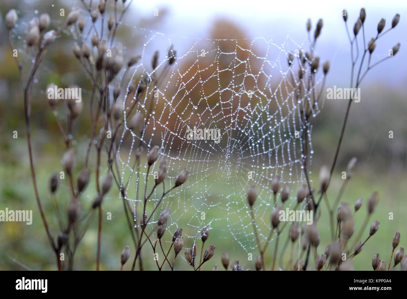 spider web on a plant Stock Photo - Alamy