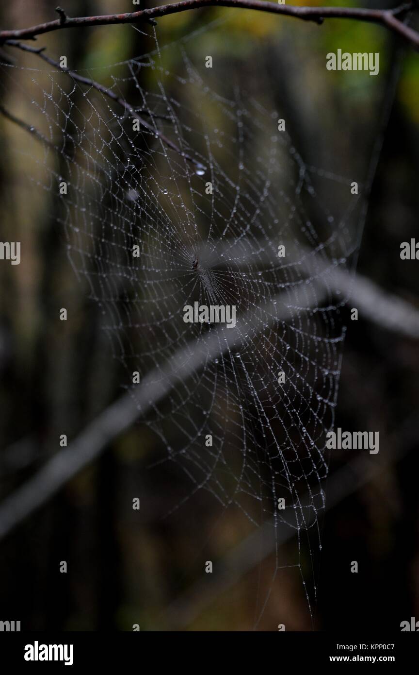 spider web on a plant Stock Photo - Alamy