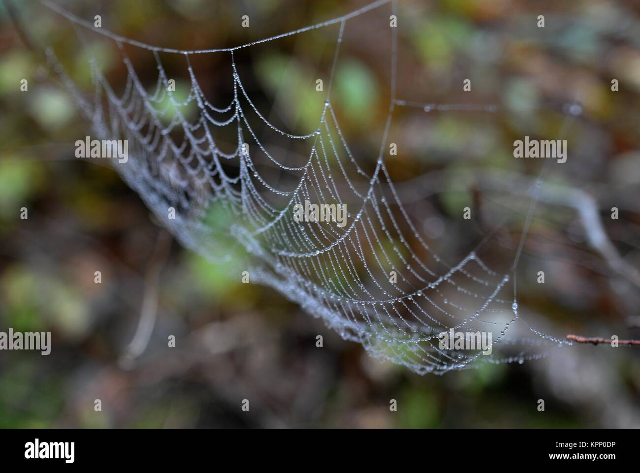 spider web on a plant Stock Photo - Alamy