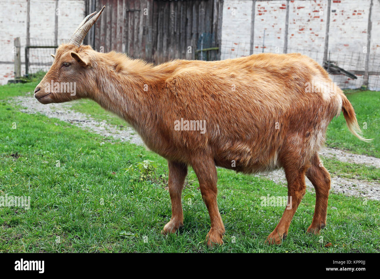 brown goat on a farm Stock Photo - Alamy