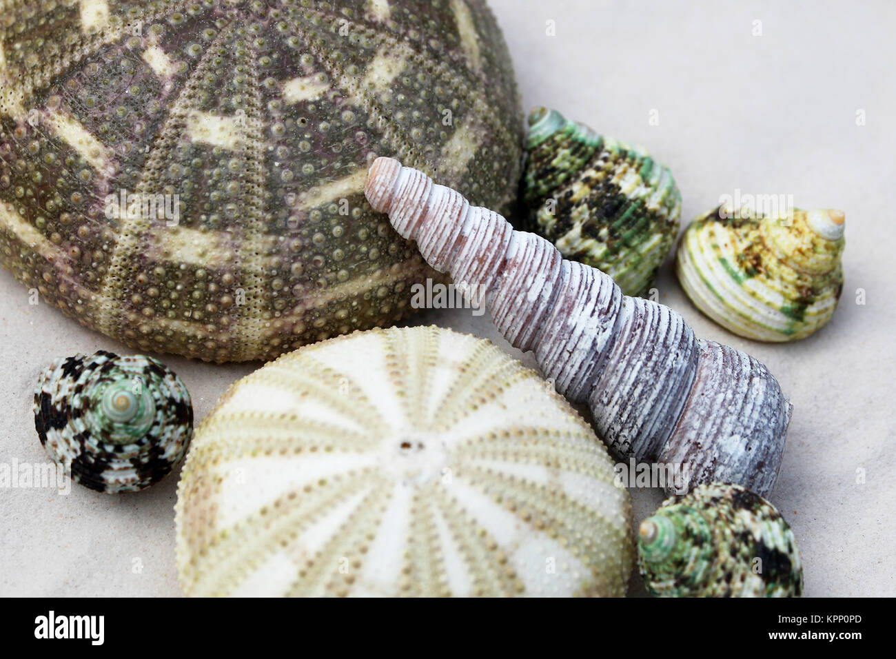 mussels and sea urchins on a fine sandy beach Stock Photo - Alamy