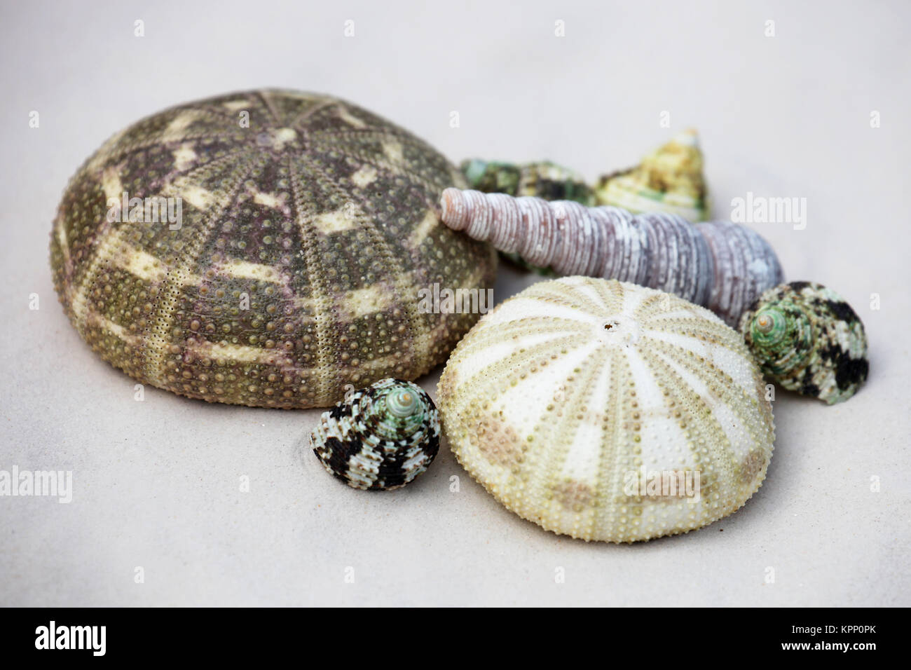 mussels and sea urchins on a fine sandy beach Stock Photo - Alamy