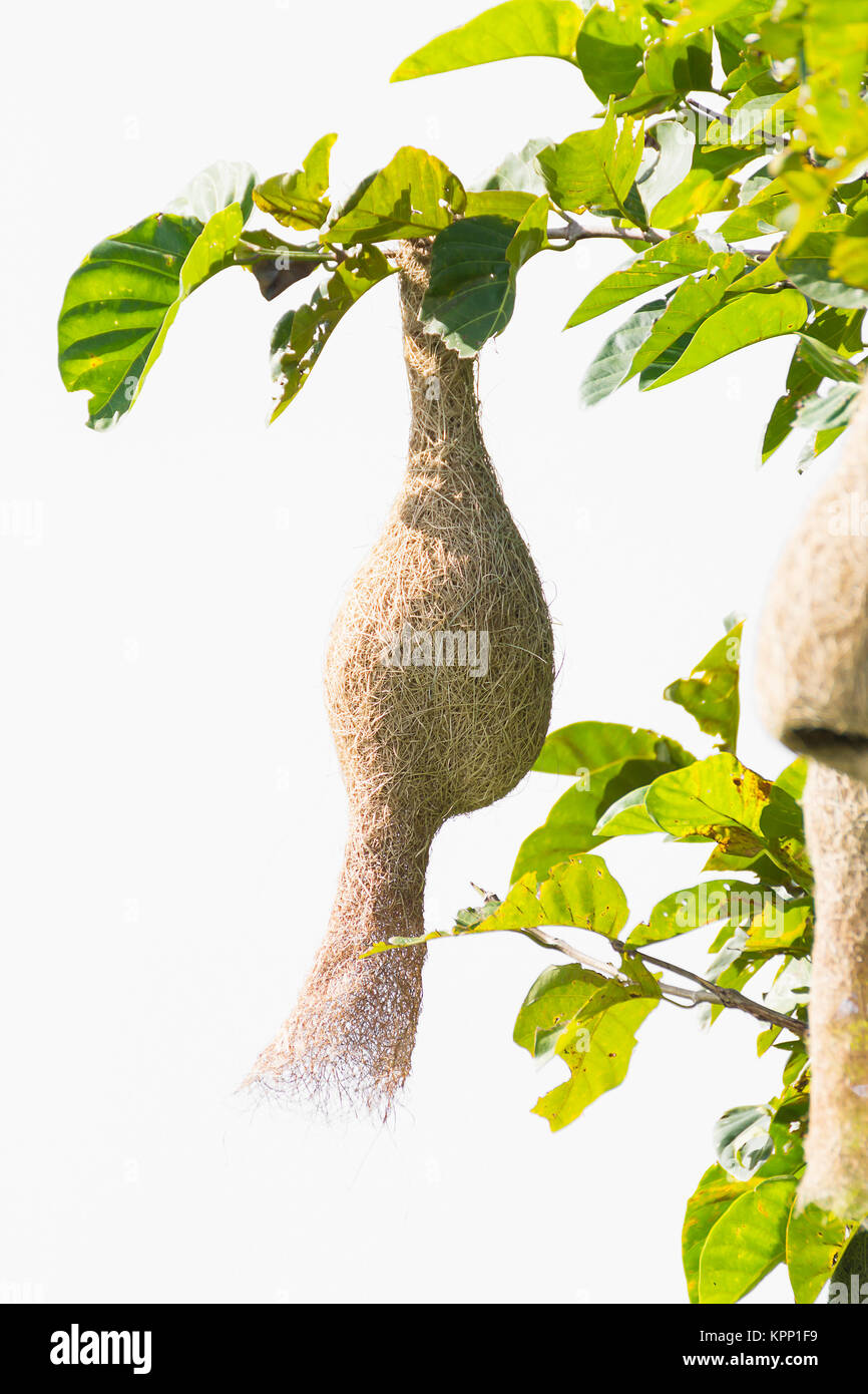 Baya weaver bird nest Stock Photo - Alamy