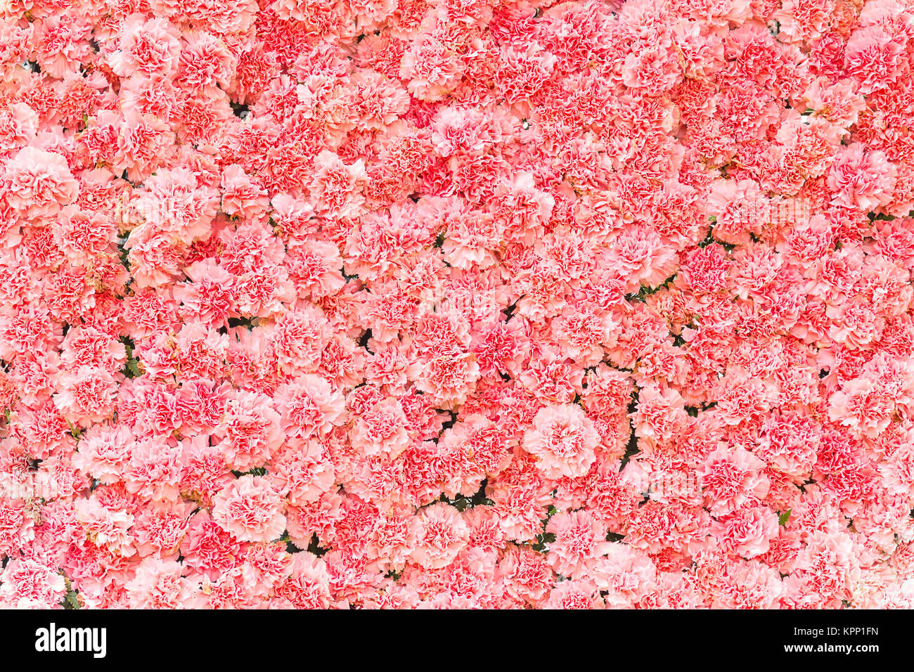 Beautiful pink carnation flower Stock Photo - Alamy