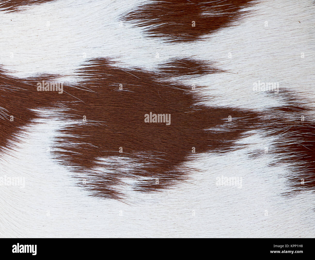 Brown and white cowhide Stock Photo - Alamy