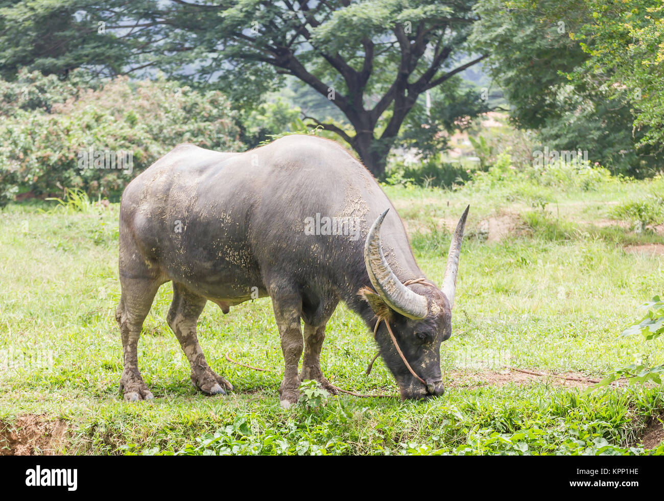 Buffalo grazing in a field Stock Photo - Alamy