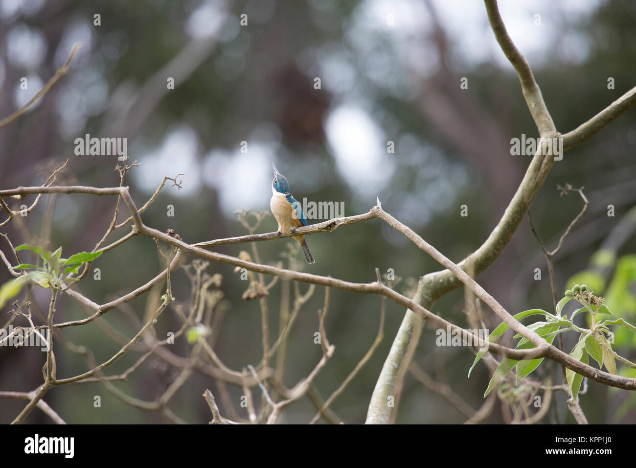Small blue Kingfisher sitting on branch Stock Photo - Alamy