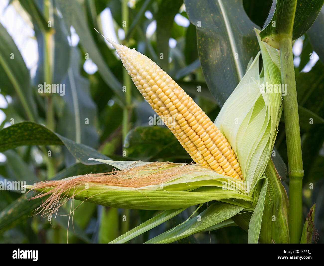 Close up corn on the stalk Stock Photo - Alamy