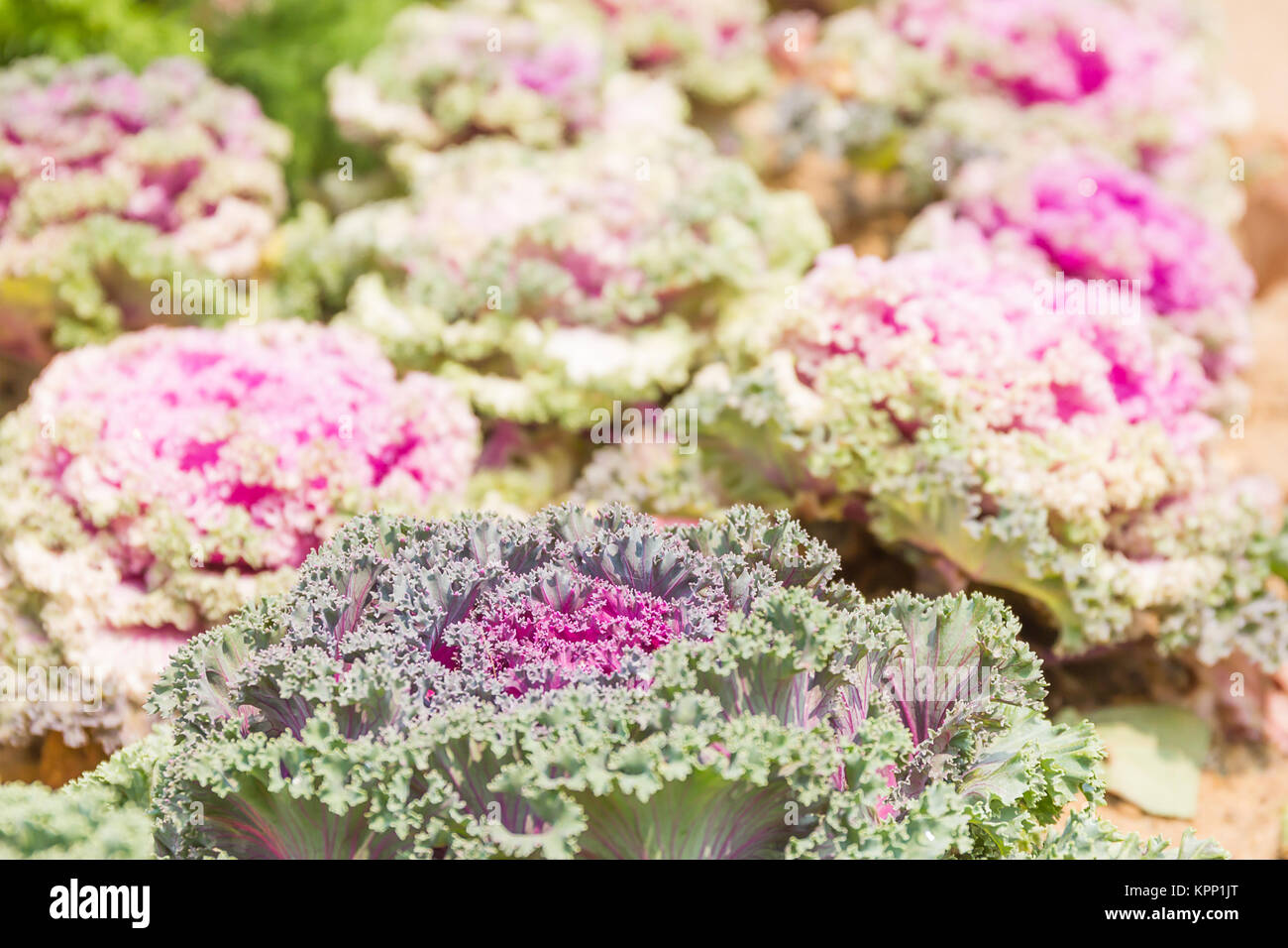 Close up fresh cabbage (brassica oleracea) plant leaves Stock Photo - Alamy